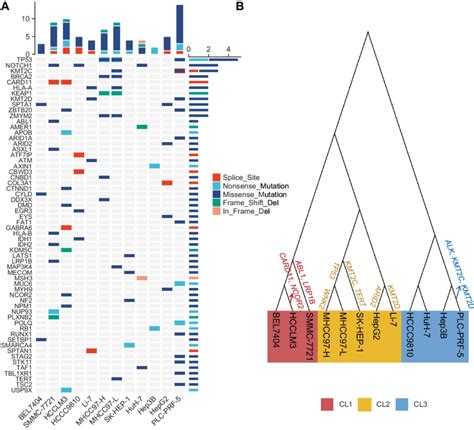 Somatic Mutations In The Known Driver Genes And The Reconstruction Of A
