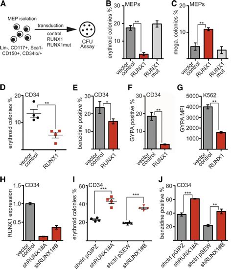 Runx1 Represses The Erythroid Gene Expression Program During Megakaryocytic Differentiation Pmc