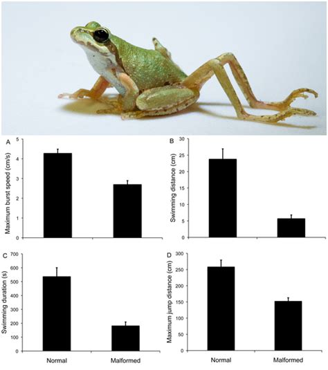 The Extended Phenotype