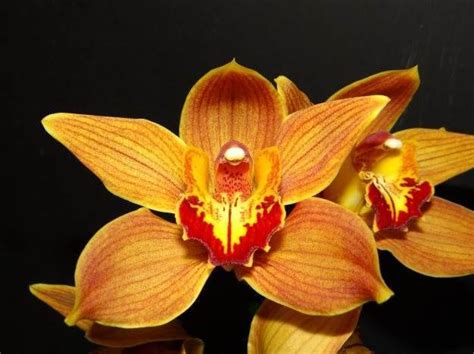 Cym Darch Dots ‘flip Flop X Cym Darch Jabiru ‘orange Glow Catalogue Ezi Gro Orchids