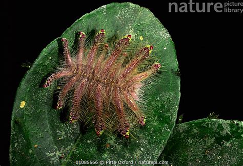 Nature Picture Library Monkey Slug Caterpillar Phobetron Sp Mimics