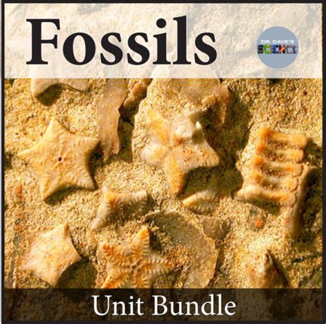 Fossils Unit And Types Of Fossils Unit Bundle Made By Teachers