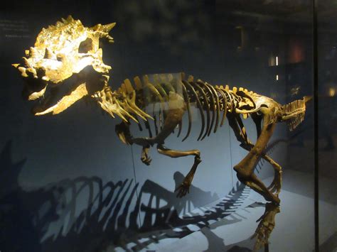 Dracorex Skeleton By Codetski101 On Deviantart