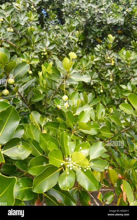 Fruit Trees Home Gardening Apple Cherry Pear Plum Mahogany Tree Fruit