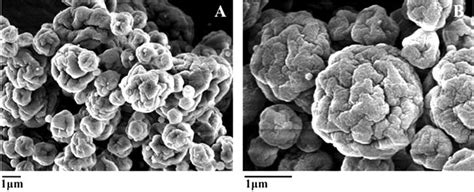 A High Mw Chitosan 640 Kda Microspheres Crosslinked With 0 2 Tpp