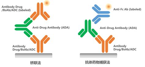抗独特型（anti Idiotype）抗体 金斯瑞