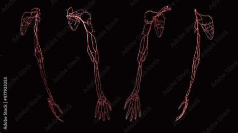 Poster Full Upper Extremity Arterial 3d Anatomy Wall Art Ukposters