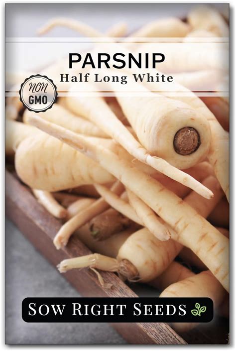Sow Right Seeds Half Long White Parsnip Seeds For Planting Non Gmo Heirloom Sow Right Seeds Half Long White Parsnip Seeds For Planting Non Gmo Heirloom