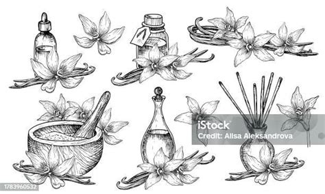바닐라 에센셜 오일 손으로 그린 벡터 그림 의 병 와 꽃 와 막대기 와 선형 스타일 와 막대기 아로마 테라피와 바디 케어를 위한