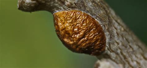 Scale Insect Guide