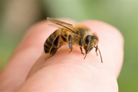 Рубрика: Пчелиный яд - Всё о мёде и продуктах пчеловодства