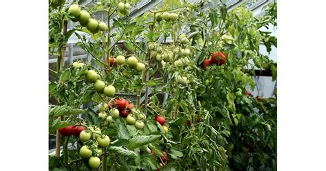 Отглеждане на домати в парници и оранжерии Български Фермер
