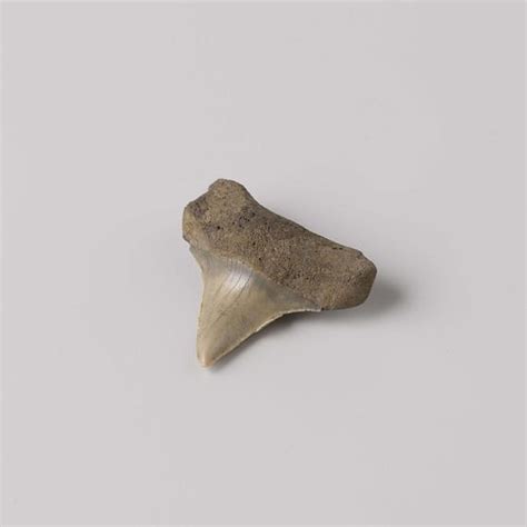 Fossilization Definition Meaning And Usage