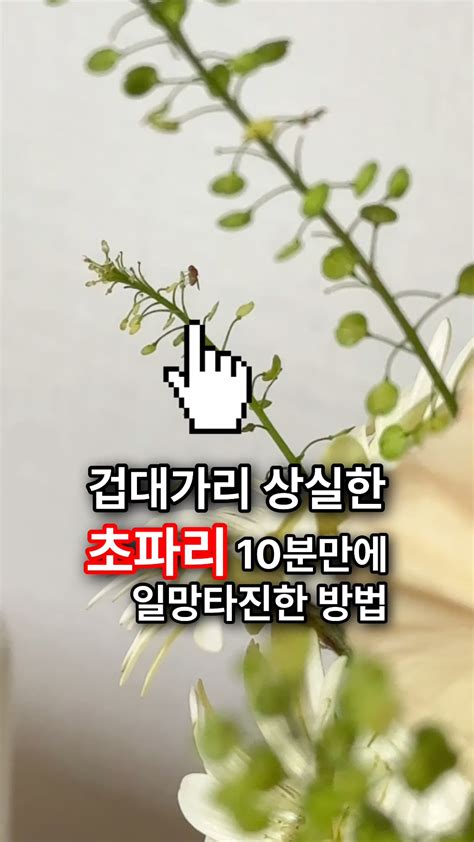 초파리 없애는법 생기는 이유 알면 간단한 초파리트랩 퇴치 방법 네이버 블로그