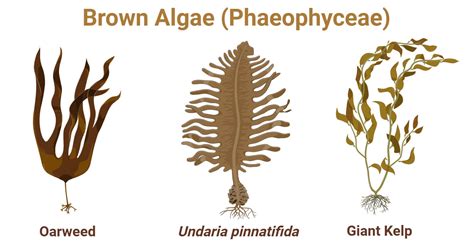 Brown Algae Phaeophyceae Characteristic Classification Importance