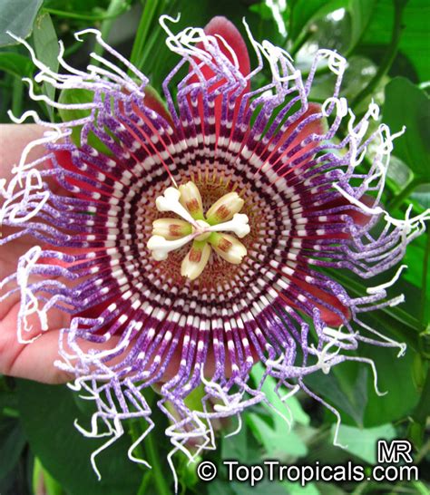 Passiflora Quadrangularis Passiflora Macrocarpa Giant Granadilla Video