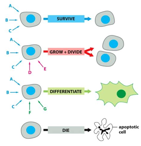 Chapter 16 Cell Signaling Flashcards Quizlet