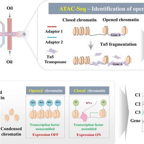Illustrative Depiction Of The Methodology Behind Single Cell Atac