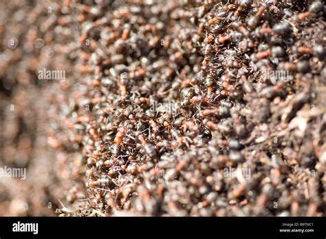 Colony Of Ants Stock Photo Alamy