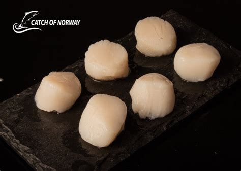 King Scallops Catch Of Norway Seafood
