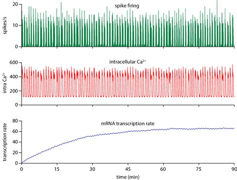 Spike Activity Dependent Regulation Of Transcription Download Scientific Diagram
