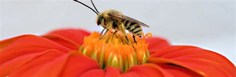 Those Pollinator Plant Interactions Bug Squad