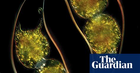 The Beauty Of Plankton In Pictures Environment The Guardian The Beauty Of Plankton In Pictures Environment The Guardian