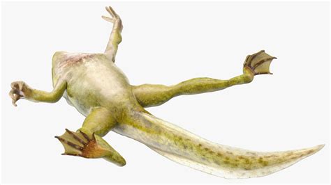 Frog Life Cycle Stages 3d Model 209 3ds Blend C4d Fbx Max Ma Lxo Obj Unitypackage