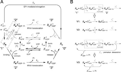 Figure 1 From Modes Of Action Of Adp Ribosylated Elongation Factor 2 In