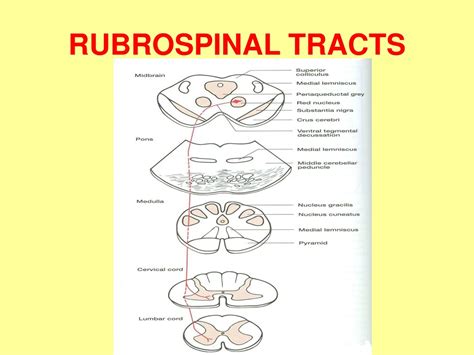 Ppt The Corticospinal Pathways In Neuroanatomy Powerpoint
