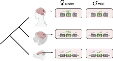 Rhesus Macaque As A Model For Sex Biased Neurological Diseases Pmc