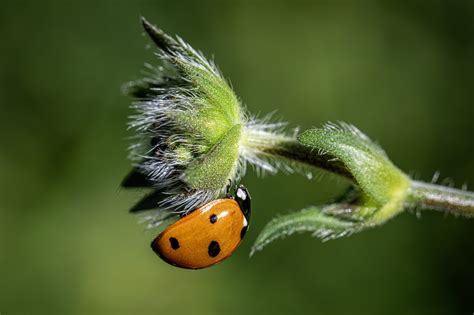 Seven Spot Ladybird Ladybug Insect Free Photo On Pixabay Pixabay