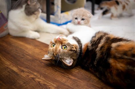 나무 바닥에 흰색 옥양목 삼색 고양이입니다 스코틀랜드 겹 새끼 고양이는 흐릿한 배경으로 발을 핥고 있습니다 집에 있는 귀여운 새끼 고양이와 복사 공간 0명에 대한 스톡 사진