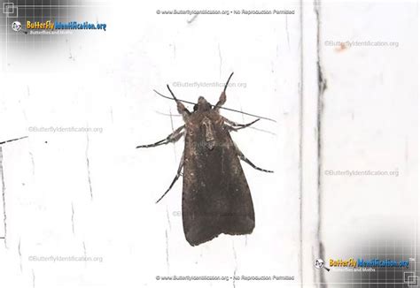 Variegated Cutworm Moth