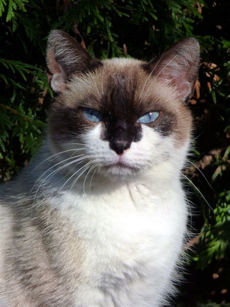 猫科动物 猫 户外 Pixabay上的免费照片 Pixabay