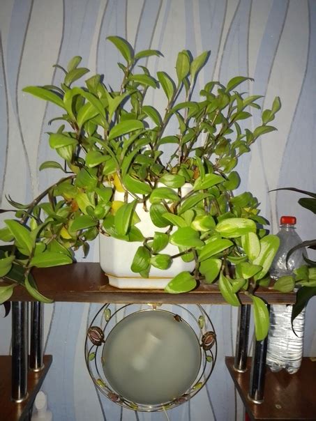 Здравствуйте Подскажите как называется цветок и как правильно ухаживать И почему нижние