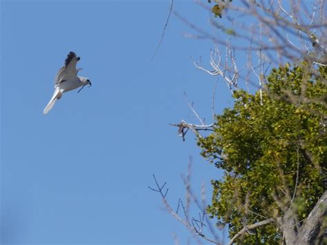 White Tailed Kite Nest Building Peterschneekloth Flickr