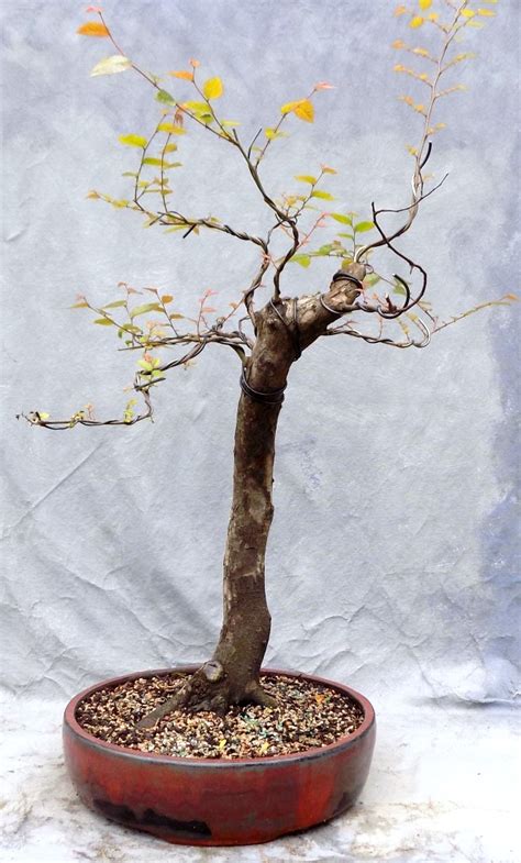 Water Elm Redux Progress Progress Bonsai South
