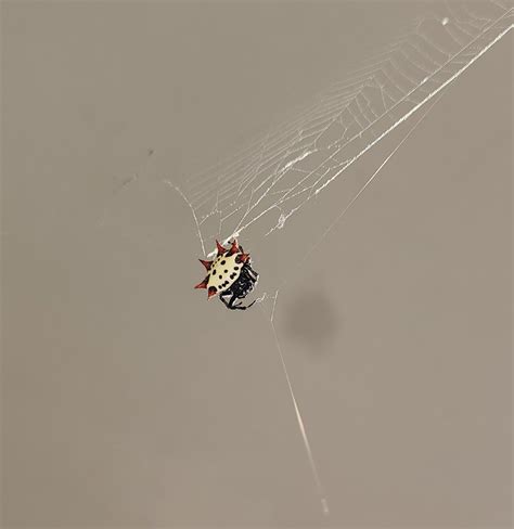 Spikey Danger Crab Or Just Cute Spider Crab Rgroundedgame