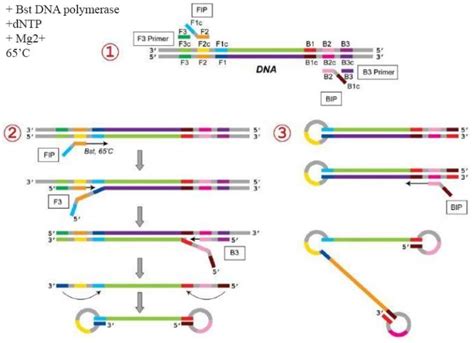 Schematic Representation Of The Loop Mediated Isothermal Amplification Download Scientific