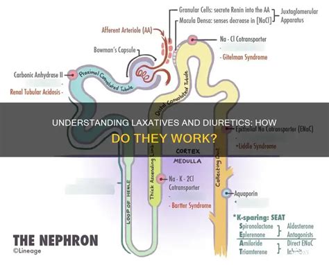 Understanding Laxatives And Diuretics How Do They Work Medshun