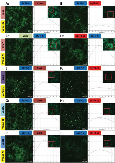 Localization And Visualization Of Protein Protein Interactions In The Download Scientific