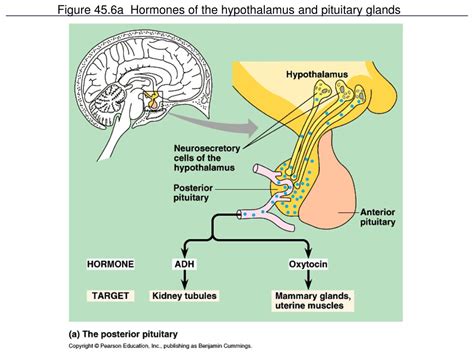 Hypothalamus Pituitary Hormones And Their Functions T