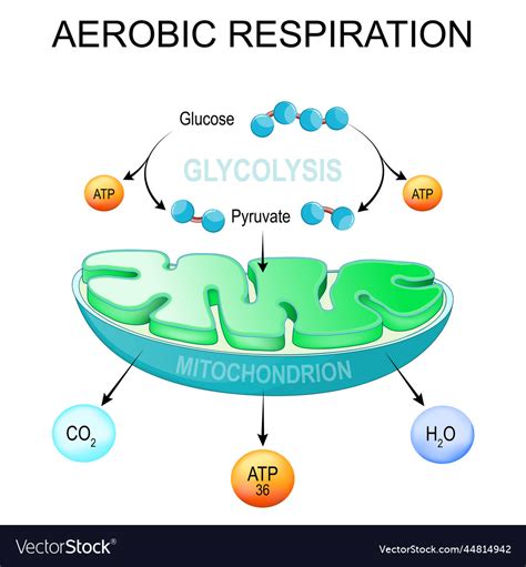 Aerobic Respiration