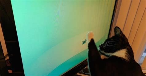 Il Simpatico Bug Di Xfce Mia Mamma Usa Linux