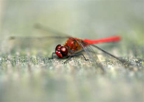 Premium Photo Red Insect