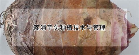 荔浦芋头种植技术与管理 发财农业网