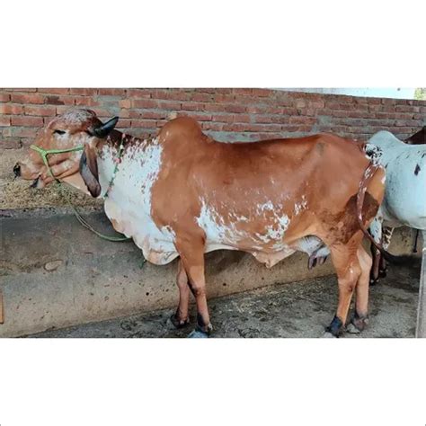 Pure Gir Cowkangar Dairy Farm