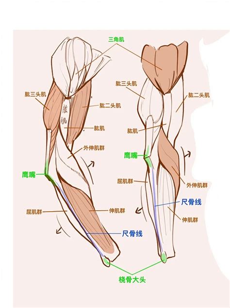 四肢骨骼肌肉结构。肱二头肌位于上臂前侧，它构成了上臂前测的主 抖音 花瓣网