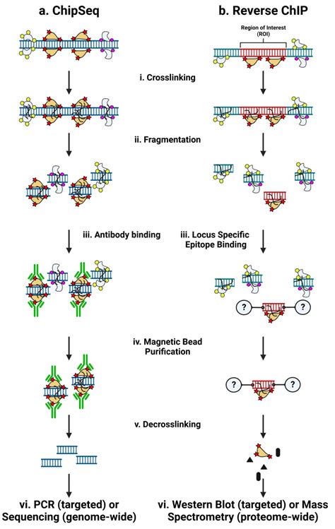 Reverse Chip Techniques For Identifying Locus Specific Proteomes A Key